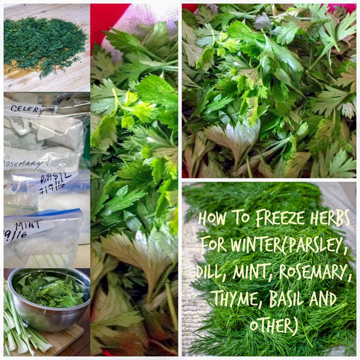 How To Freeze Herbs For Winter – The Bossy Kitchen